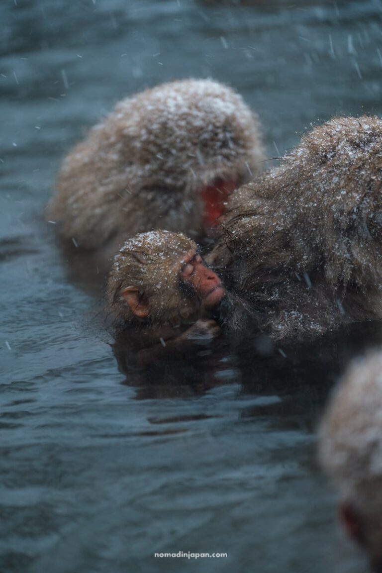 Snow Monkeys in Nagano: Jigokudani Yaen-Koen Guide