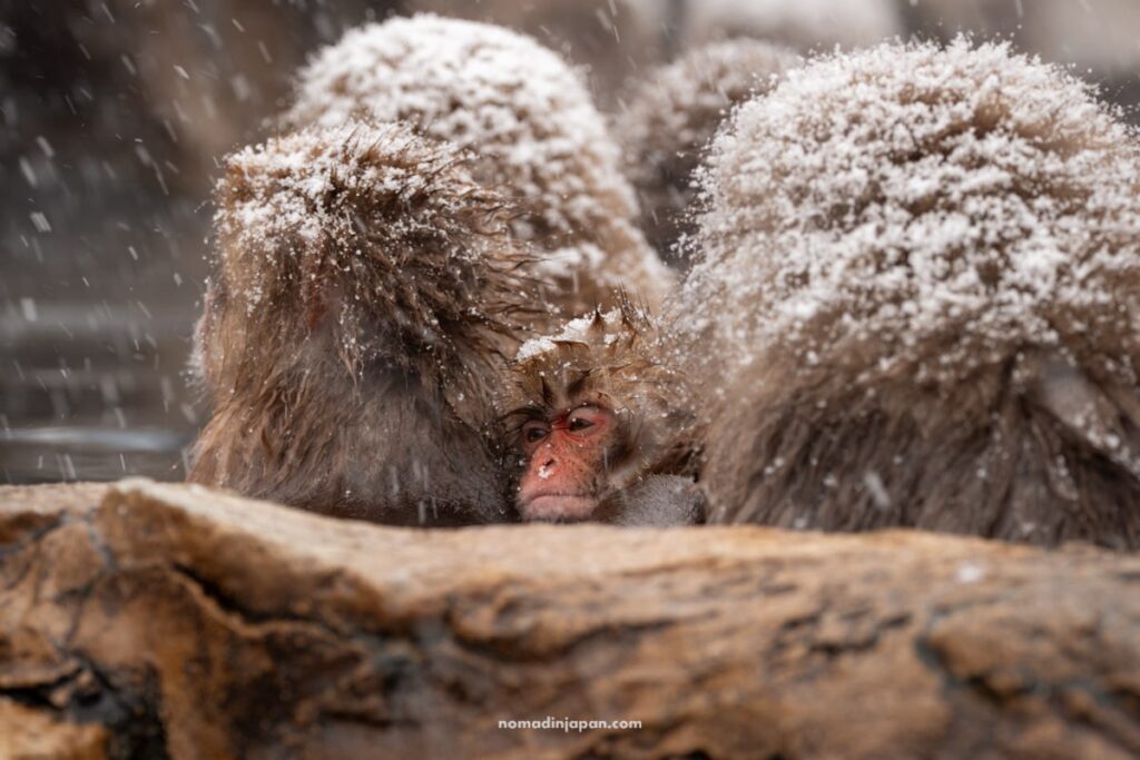 Snow Monkeys in Nagano: Jigokudani Yaen-Koen Guide