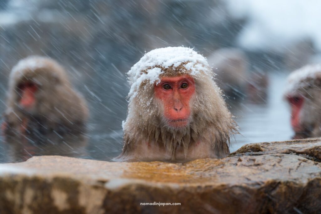 Nozawa Onsen Village Guide: Onsens, Skiing & Things to Do