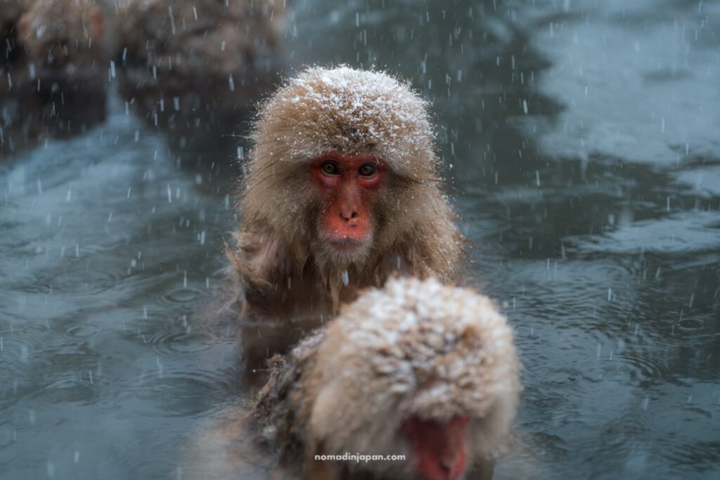 Snow Monkeys in Nagano: Jigokudani Yaen-Koen Guide